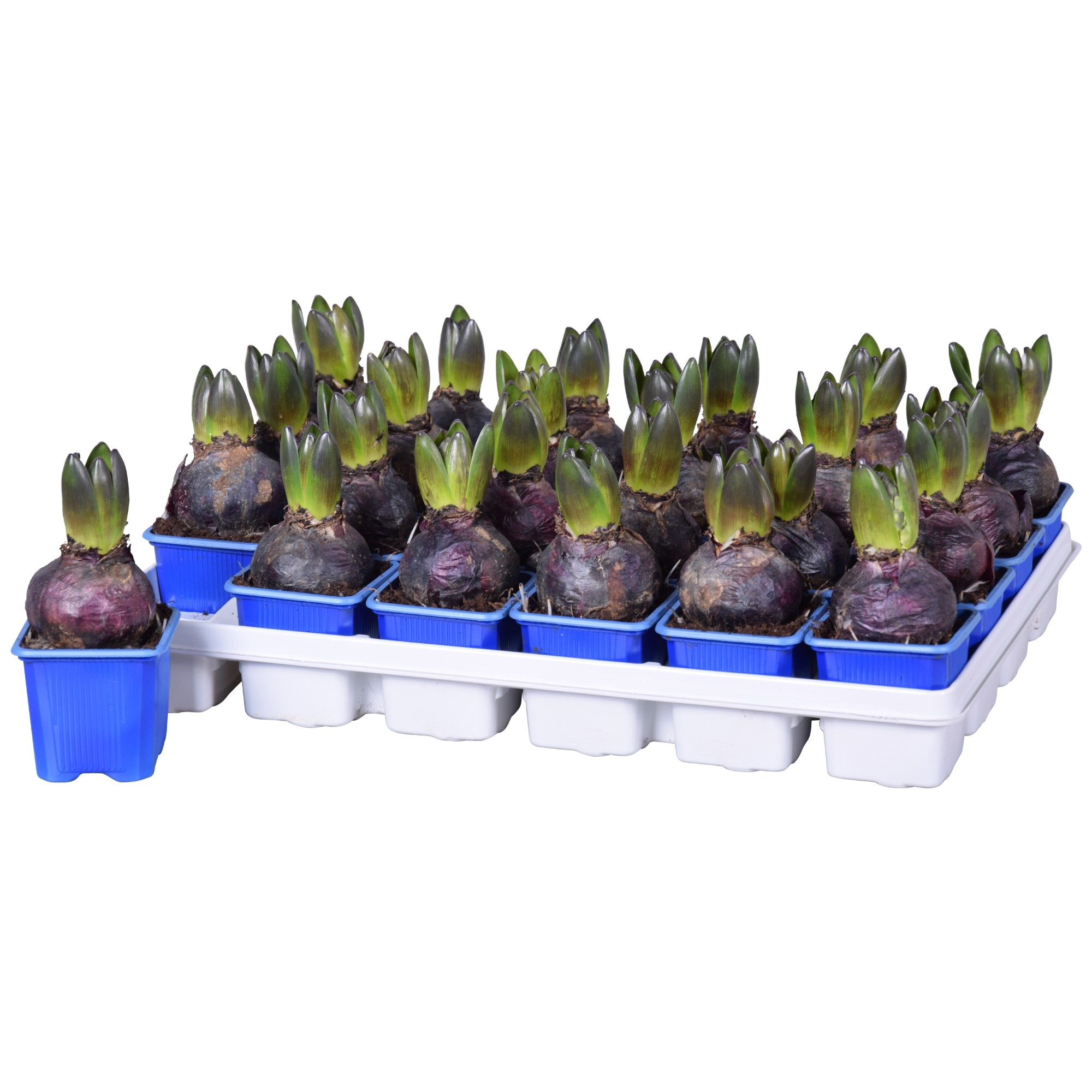 Hyacinthus Blue Star (FP156-01051) - FloraXchange