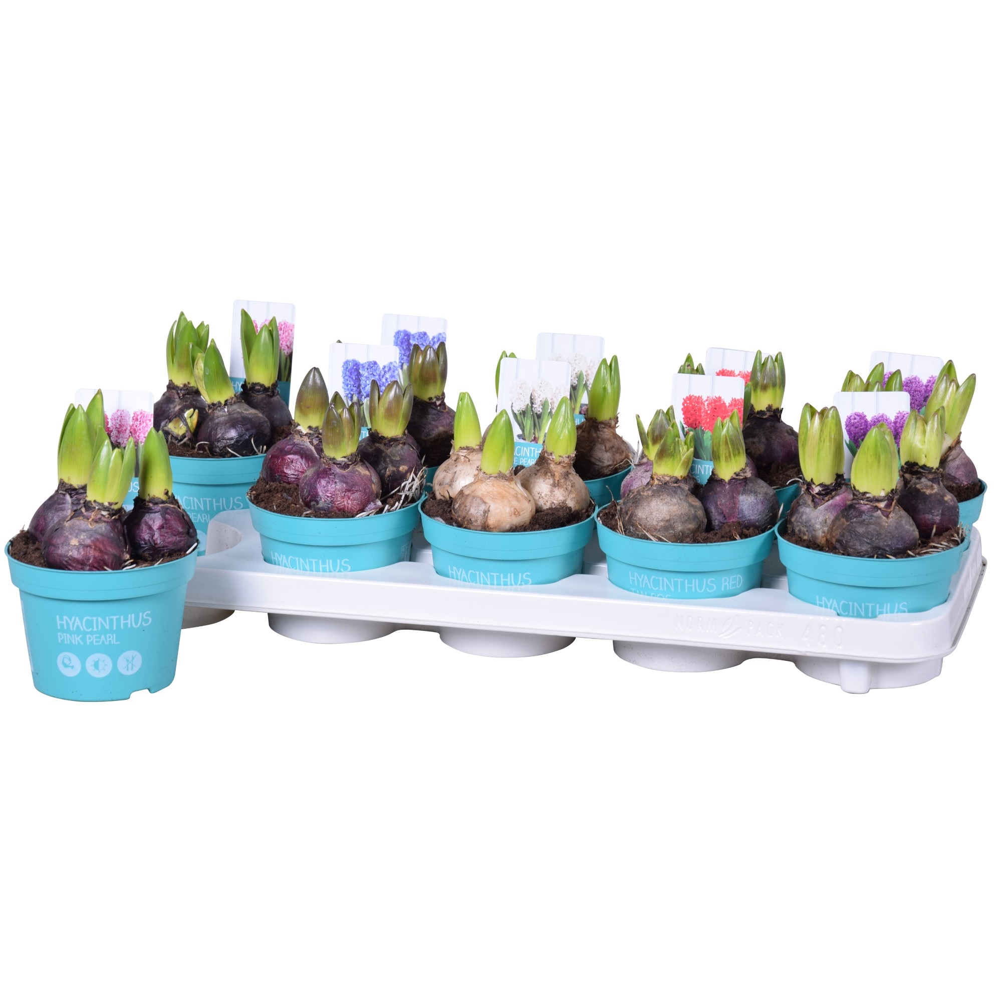 Hyacinthus Mix 'Diamond Collection' (FP156-04040) - FloraXchange