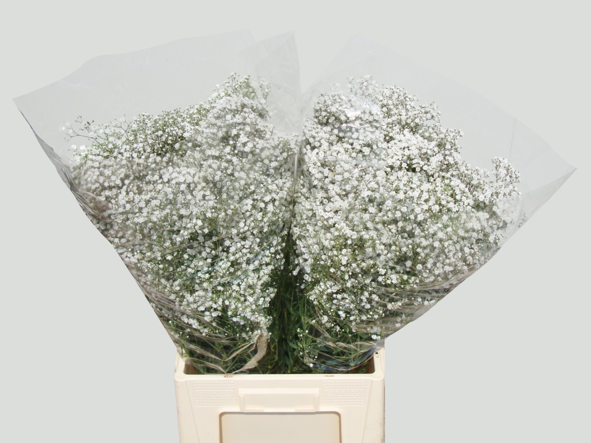 Gyps pan White Victoria (116290) - FloraXchange