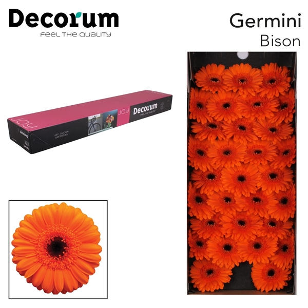 Ge Mi halve doos Bison (O HDS BISON) - FloraXchange