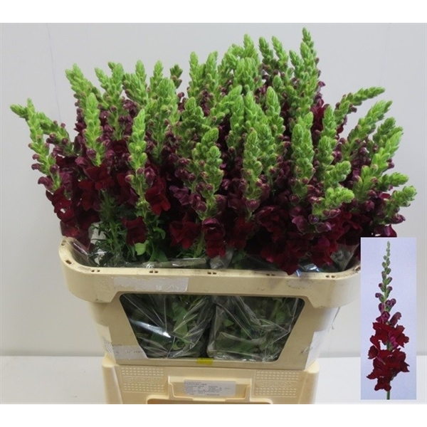 Antirrhinum Majus Potomac Red (Potomac Red75) - FloraXchange