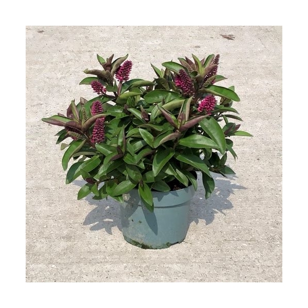 Hebe Addenda® Donna Eva P12 (HEBENIKKA12) - FloraXchange