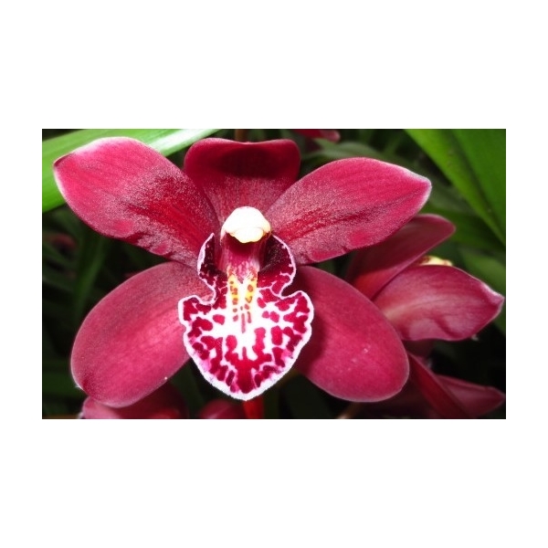 Cymbidium mini Amanda (amanda50) - FloraXchange