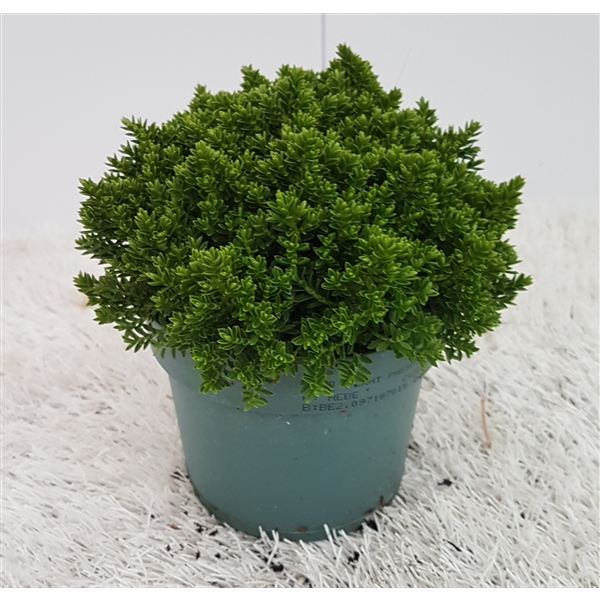 Hebe Green Globe (HEG10) - FloraXchange