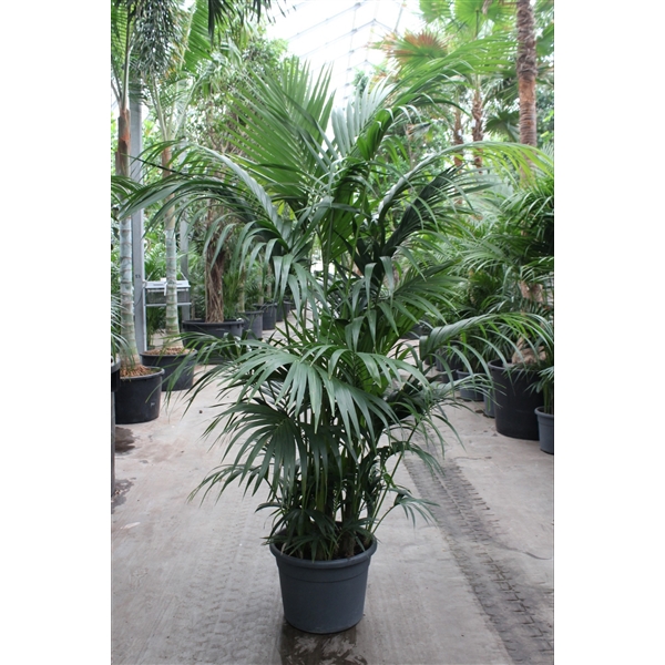 Howea forsteriana (HOFO50TF) - FloraXchange