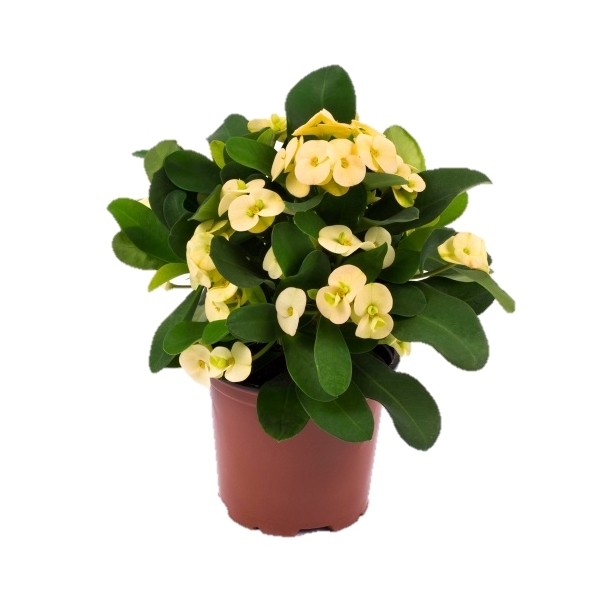 Miliiana Giallo - ALL SEASONS (12.705) - FloraXchange