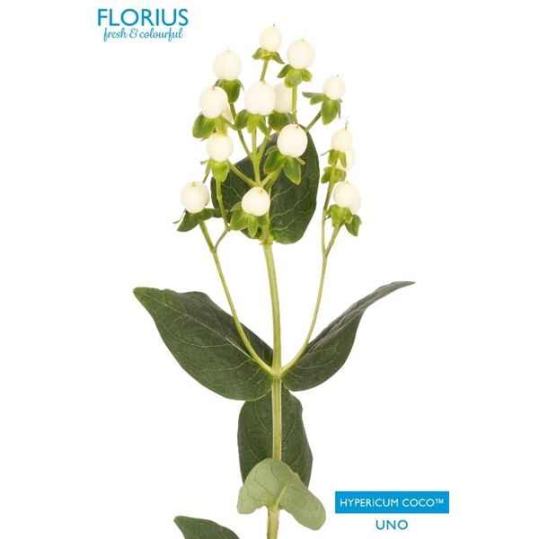 Hypericum Coco Uno (HC29UNO040-A) - FloraXchange