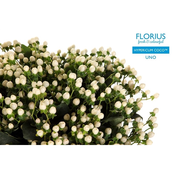 Hypericum Coco Uno (HC29UNO040-A) - FloraXchange