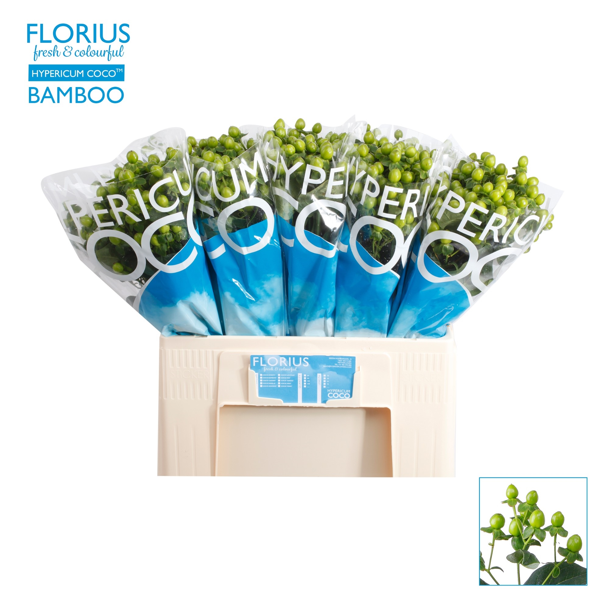 Hypericum Coco Bamboo (HC29BAM060-B) - FloraXchange