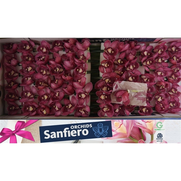 CYMB BLOEM op pipet donker roze (pipet donker ) - FloraXchange