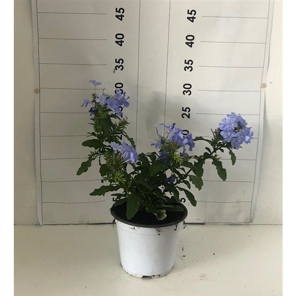 Plumbago Capensis light blue (PLU14B) - FloraXchange