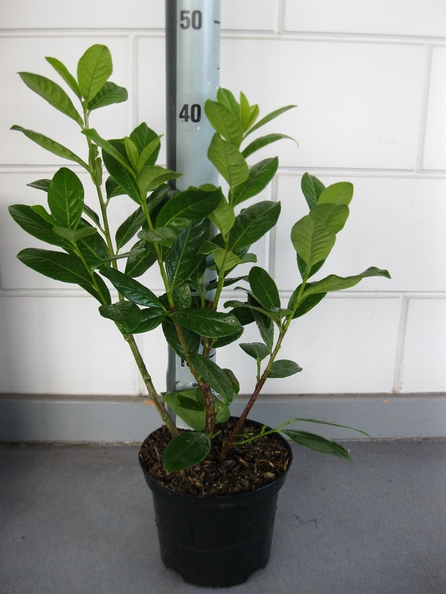 Prunus l. Novita (PR19LNOVITA) - FloraXchange