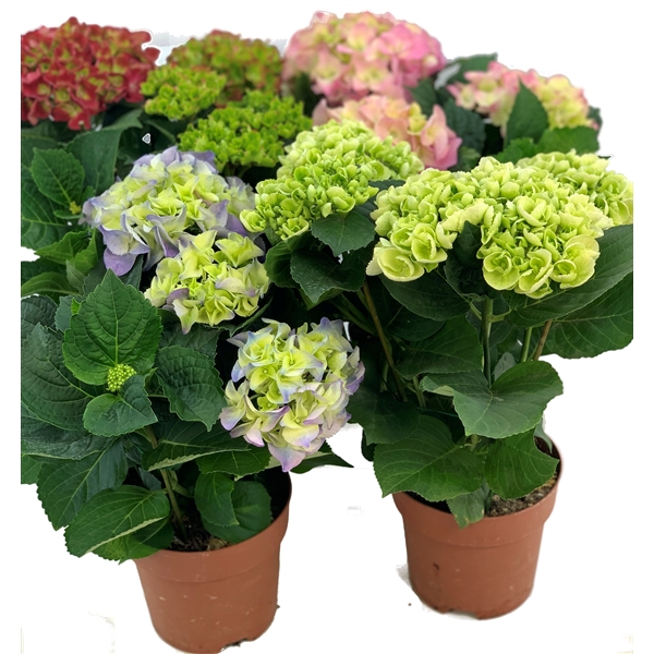 Hydrangea mix 3/4 flowers (H 40) - FloraXchange