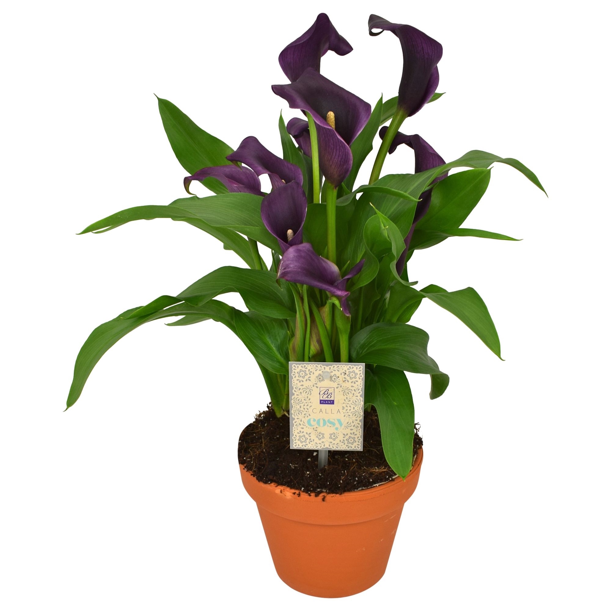 Zantedeschia Paco in Calla Cosy terracotta pot (14-tw-023c) - FloraXchange
