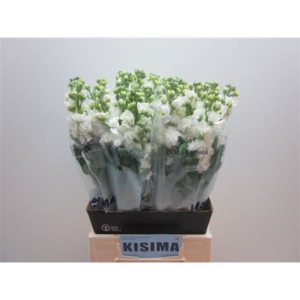 Matthiola Iron White 50cm (119179L50) - FloraXchange