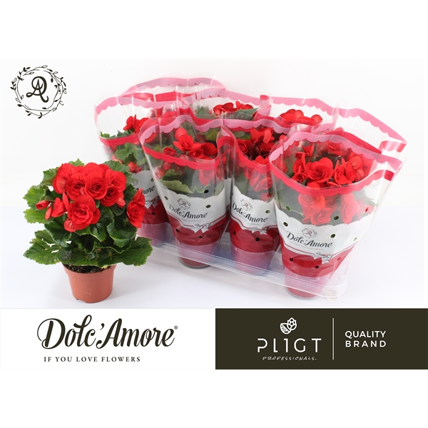 Begonia Baladin P12 Dolc'Amore® (12BEGROODDA) - FloraXchange