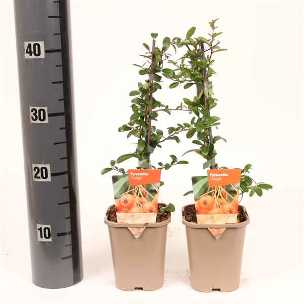 Pyracantha 'Firelight' (PYRFIR11) - FloraXchange
