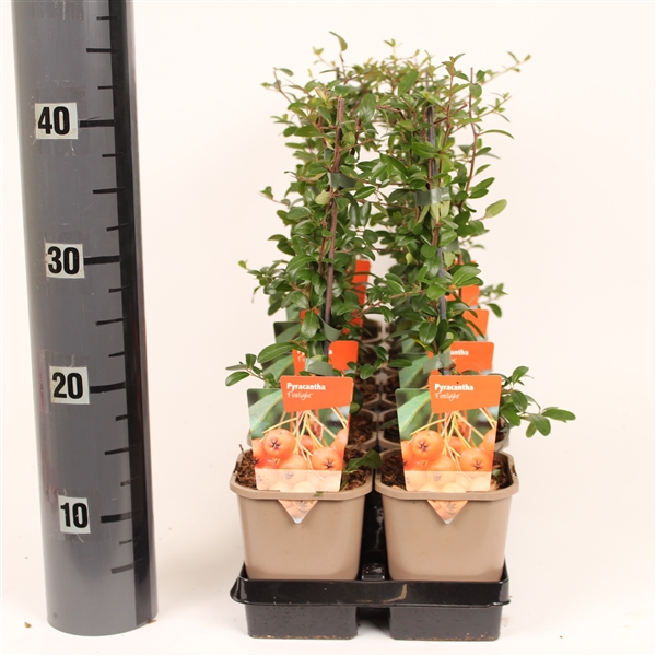 Pyracantha 'Firelight' (PYRFIR11) - FloraXchange
