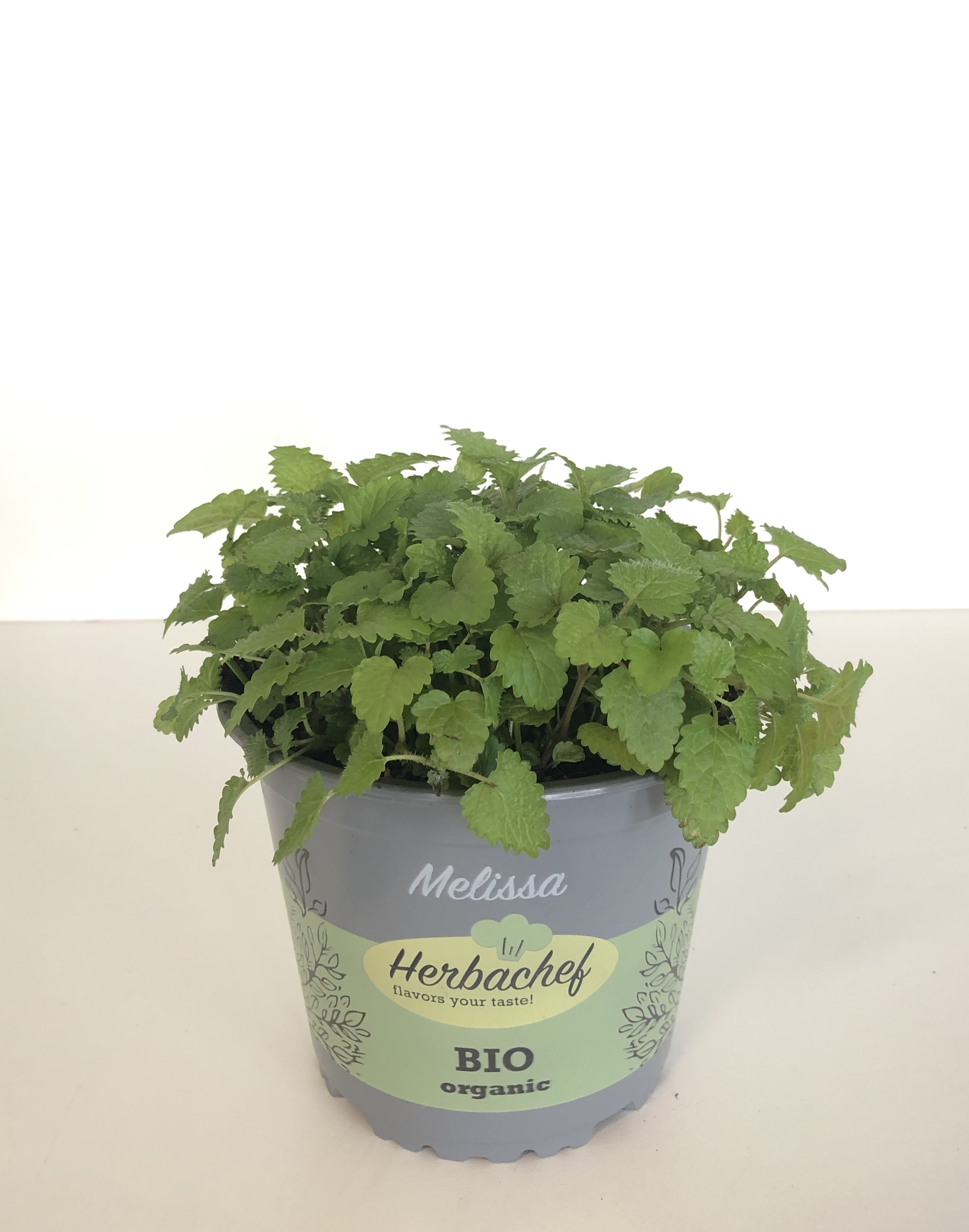 Herbachef BIO kruiden Melissa Officinalis (Citroenmelisse) (stek) (BIO ...
