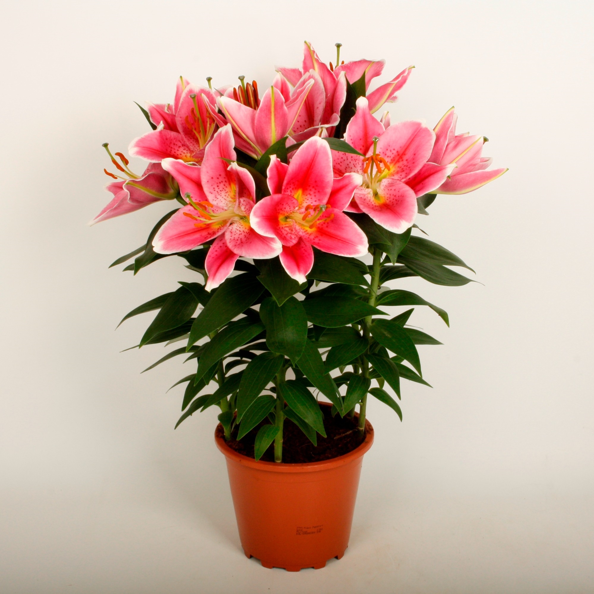 Lilium Sunny Robyn 'kleur' (or. lelie) (160 - k) - FloraXchange