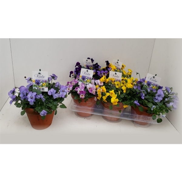 Viola mixtray Endurio F1 in p13 stenen pot (24680-2) - FloraXchange