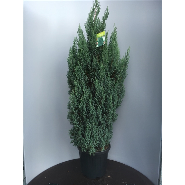 Juniperus chin. 'Stricta' (5114) - FloraXchange