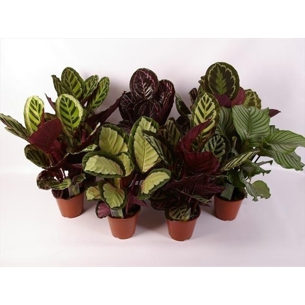 Calathea rosea-picta gemengd (FP029-01910) - FloraXchange