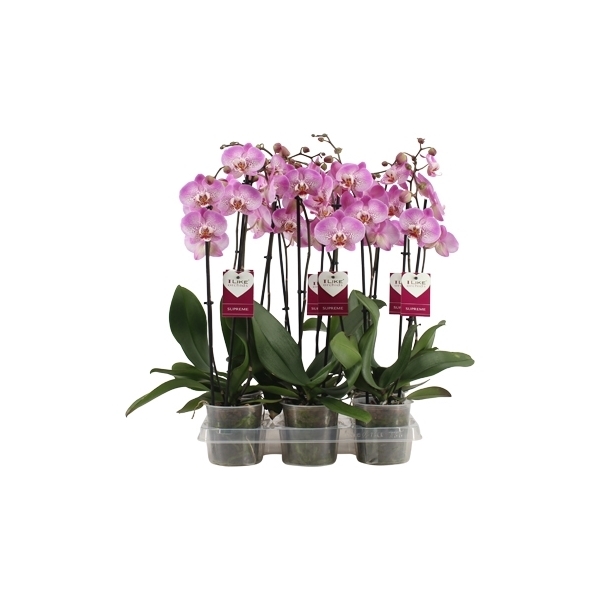 Phalaenopsis Jillion - 2 tak 60cm (1000556255163) - FloraXchange