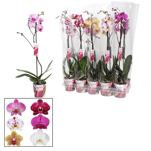 Phalaenopsis 1-tak Scenza mix 70 cm (1t6+ba70) - FloraXchange
