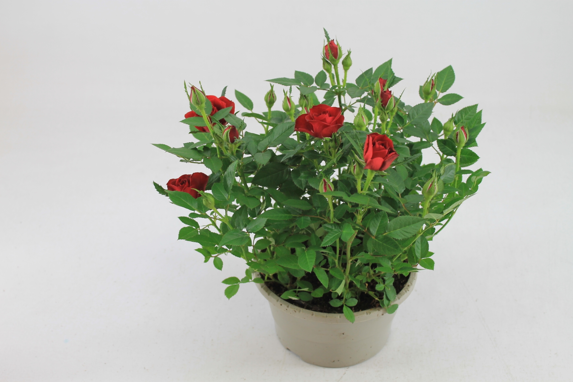 Rosa 17 cm Lotz of Roses schaal Jewel Red (17Lotz rood) - FloraXchange
