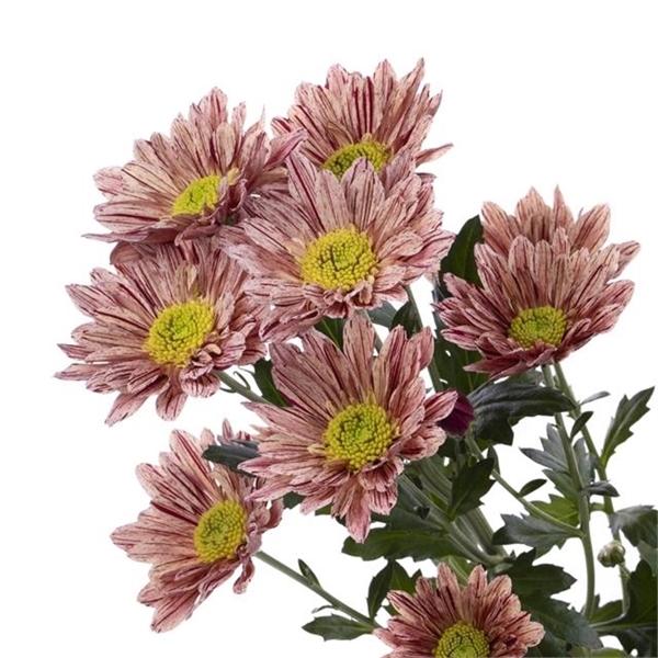 Serenity Salmon - klok (1238521412) - FloraXchange