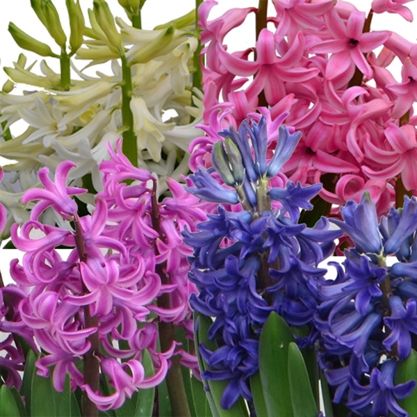 Hyacint Multiflora mix (4 kleuren) (DMF10MX) - FloraXchange