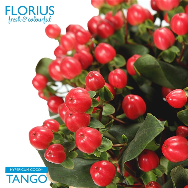 Hypericum Coco Tango TM (HC29TAN70TM) - FloraXchange