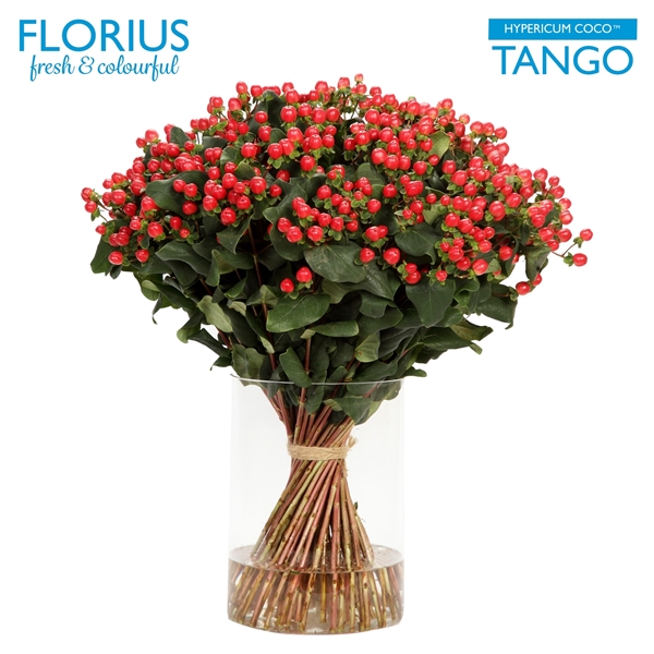 Hypericum Coco Tango TM (HC29TAN70TM) - FloraXchange