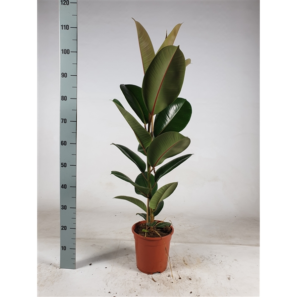 Ficus elastica Robusta 100cm (FI21RO100) - FloraXchange