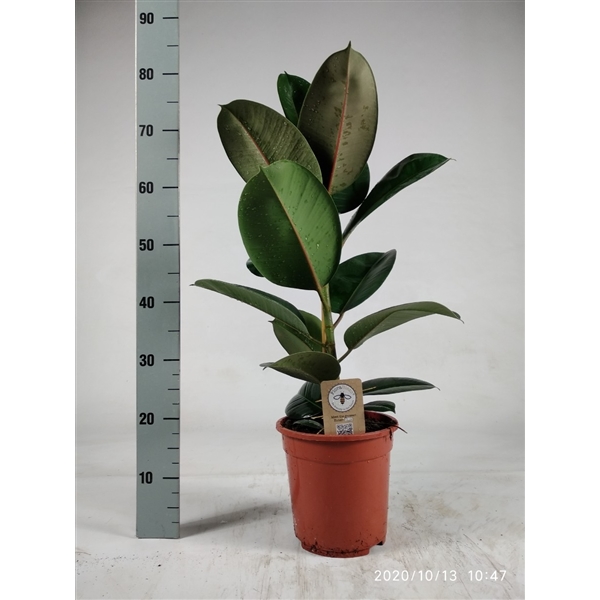 Ficus elastica Robusta 85cm (FI21RO85) - FloraXchange