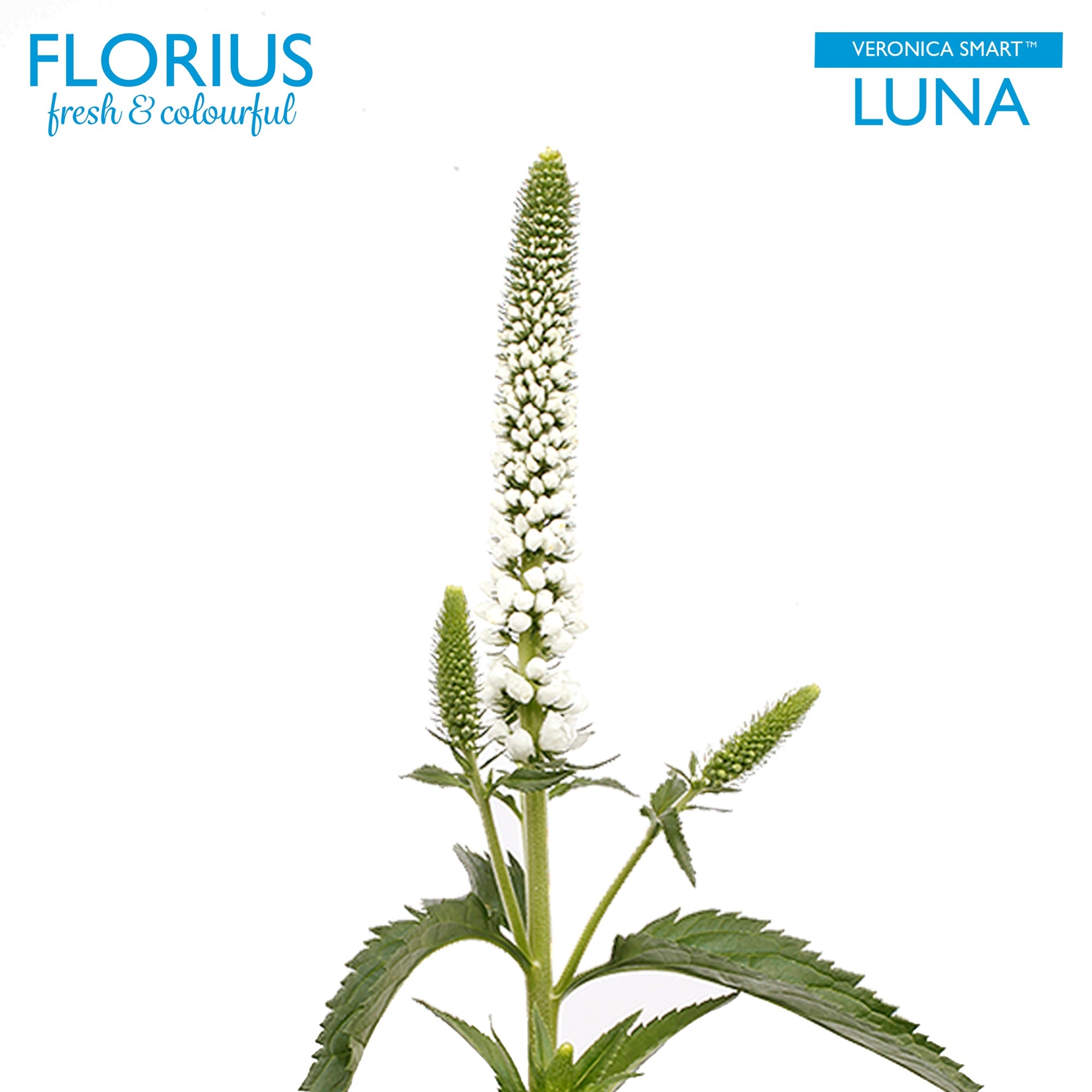 Veronica Smart Luna BT (VS29LUN60BT) - FloraXchange