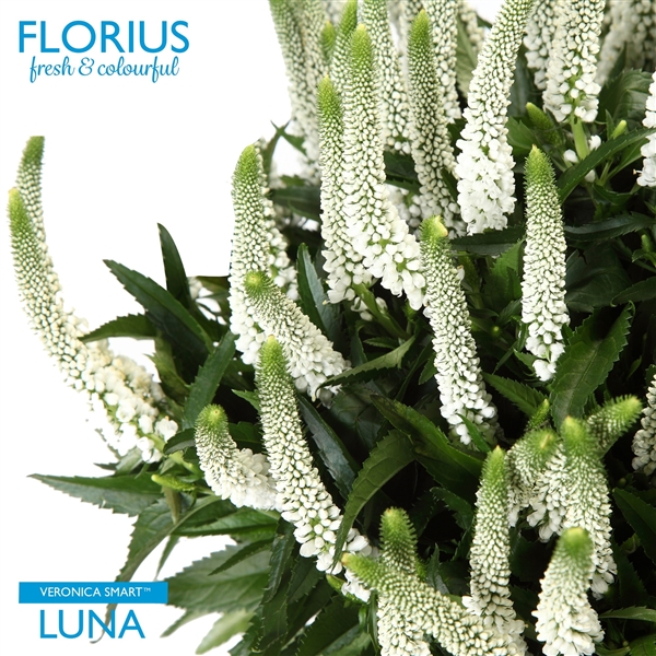 Veronica Smart Luna BT (VS29LUN60BT) - FloraXchange