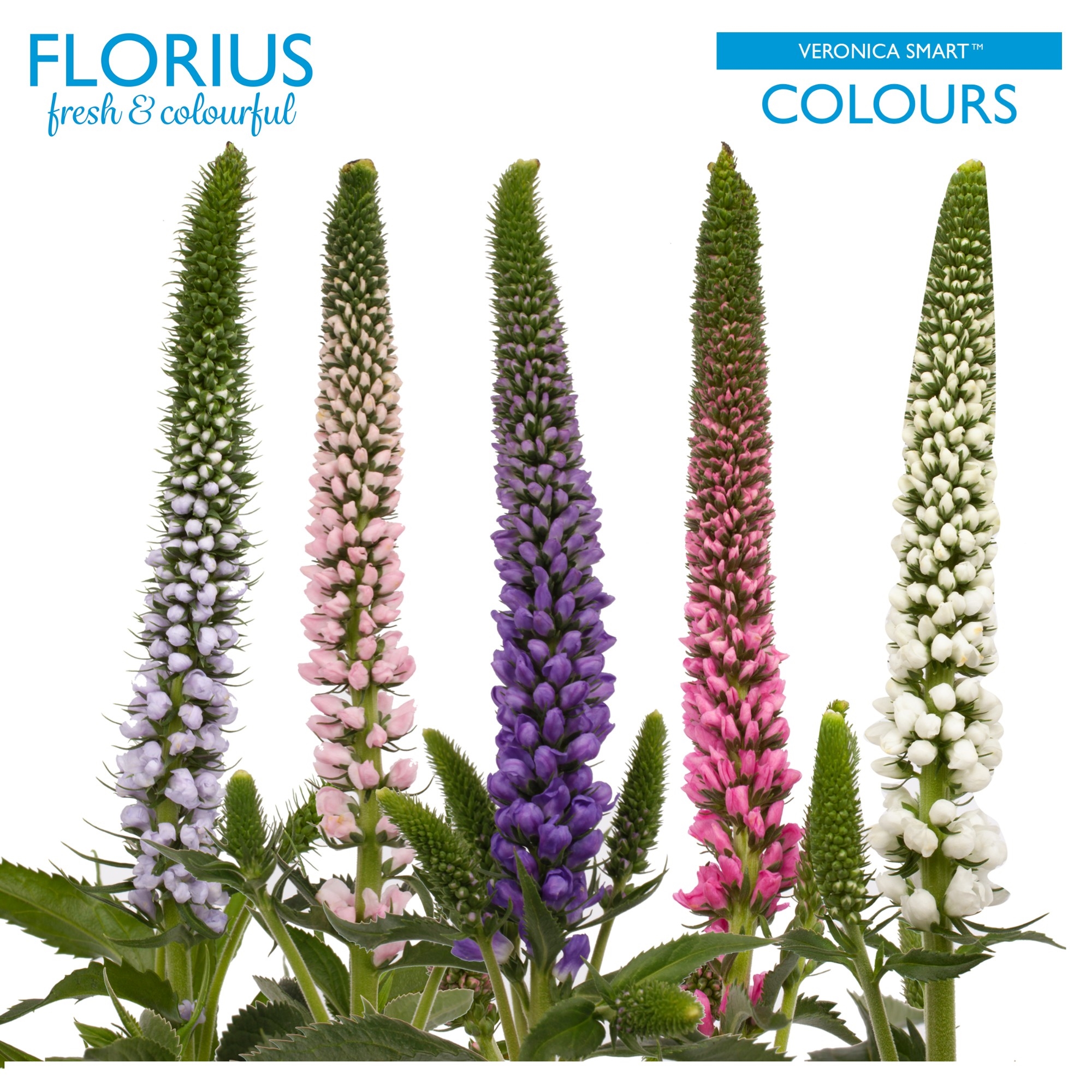 Veronica Smart Colours NV (VS29COL60NV) - FloraXchange