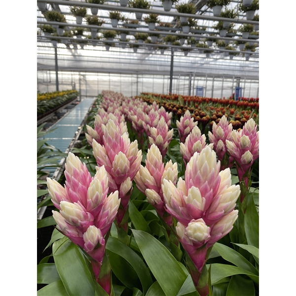 Guzmania Candy (Decorum) (CANDST) - FloraXchange