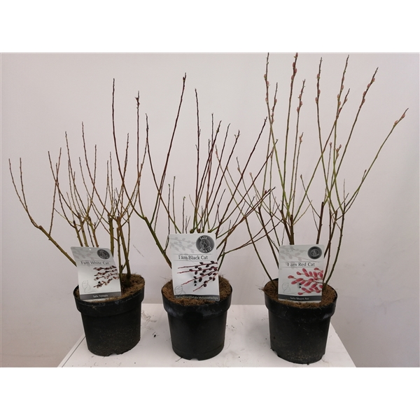 Salix mix bush p19 (MIXBUSH19) - FloraXchange