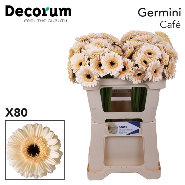 Ge Mi Café (O W CAFE) - FloraXchange