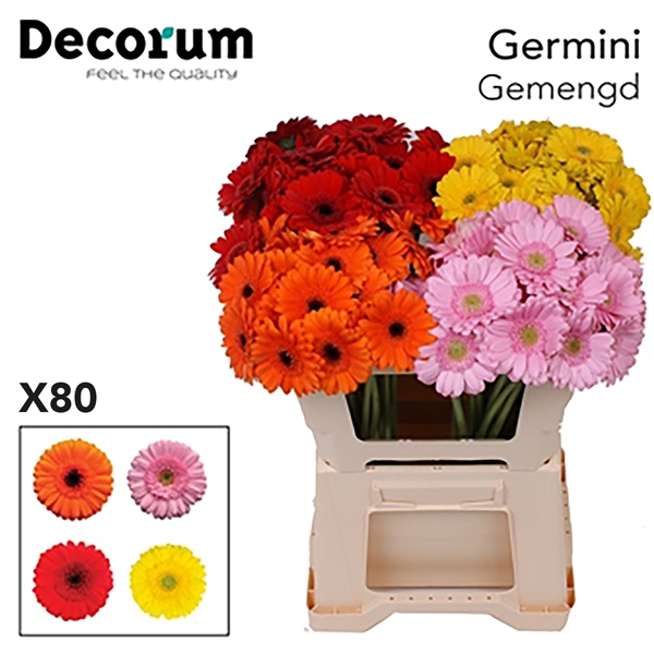 Ge Mi Gemengd (O W 4 KLEUREN) - FloraXchange
