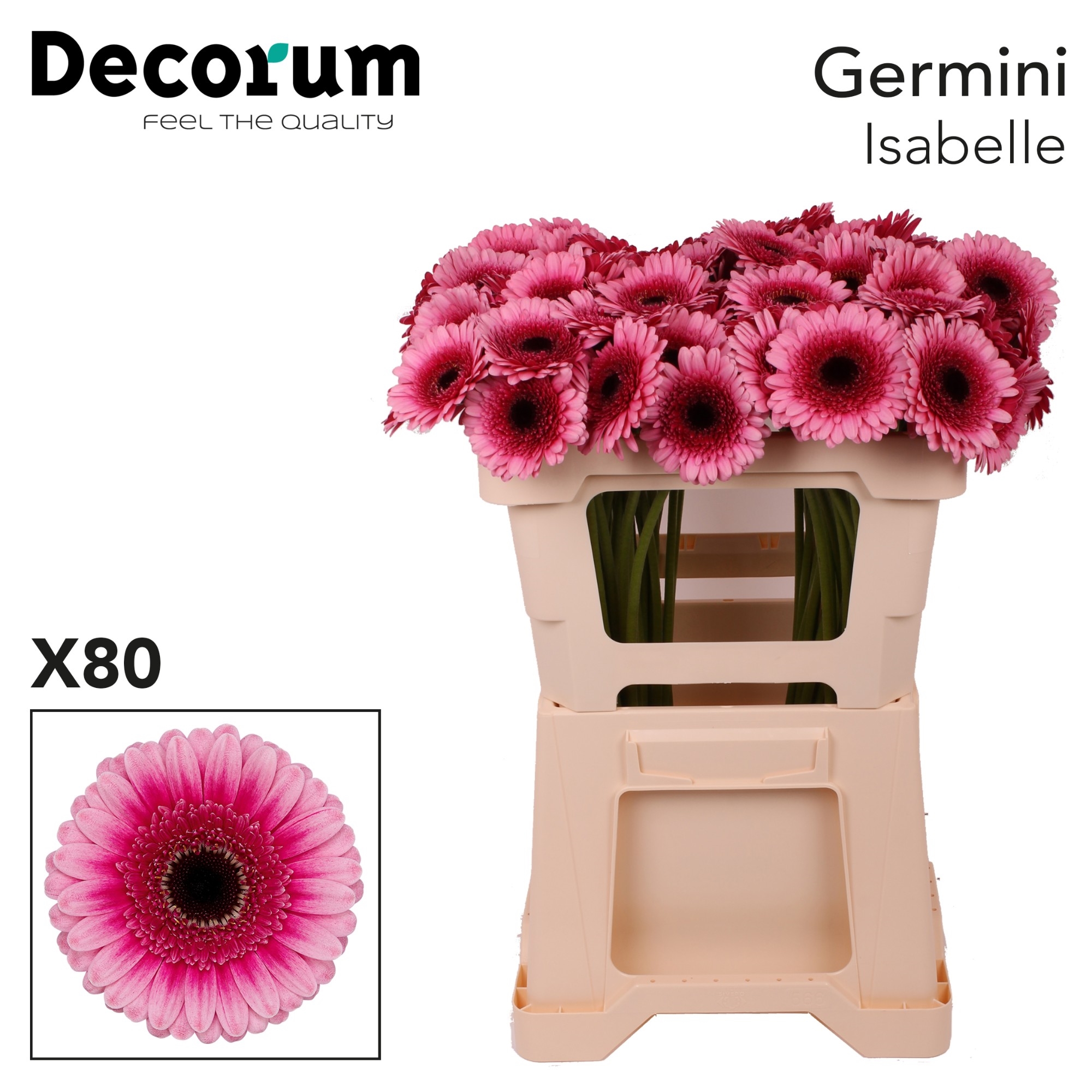 Ge Mi Isabelle (O W ISABELLE) - FloraXchange