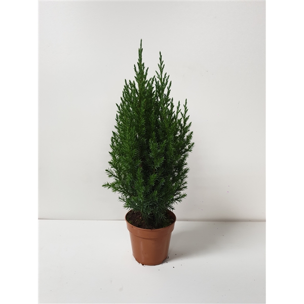 410 : Pot 12 cm Juniperus Stricta (01204S013) - FloraXchange