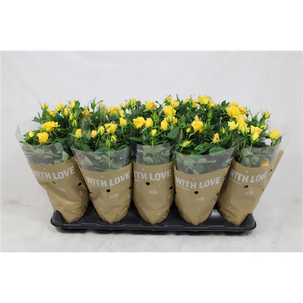 Rosa 12 cm With love bij Valstar Jewel Yellow (8VALH GEEL) - FloraXchange