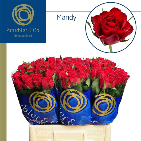 R GR MANDY 60 (114944 6) - FloraXchange