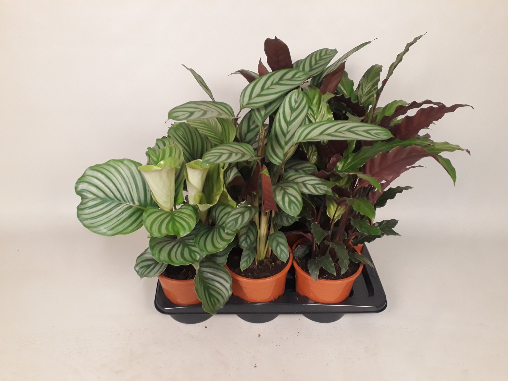 Calathea gemengd 3 soorten (CALATHEA MIX) - FloraXchange