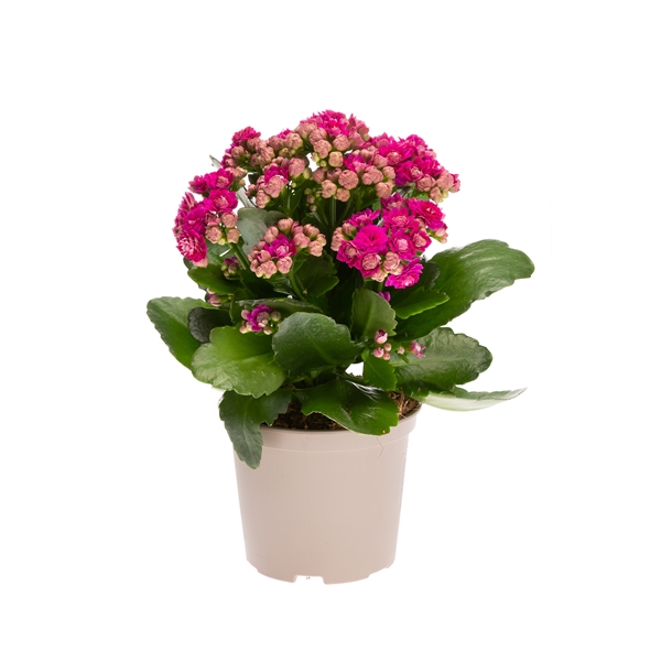 Kalanchoe gevuldbl. Rose Flowers Purple (A 10 LEN) - FloraXchange