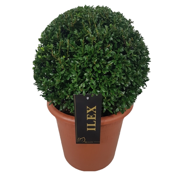 Ilex crenata 'Stokes' Bol p24 (th) 30-35 © (64310245) - FloraXchange
